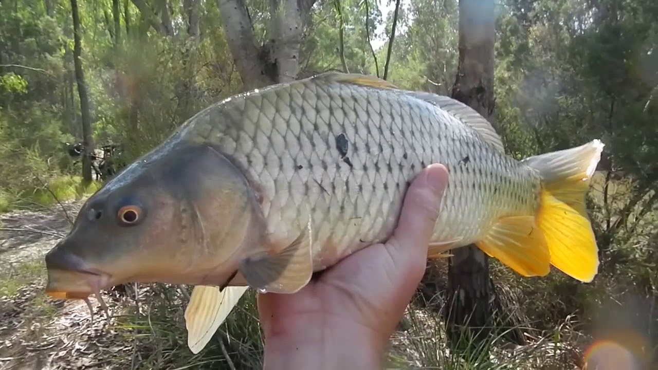 Lure fishing for Australian carp - YouTube