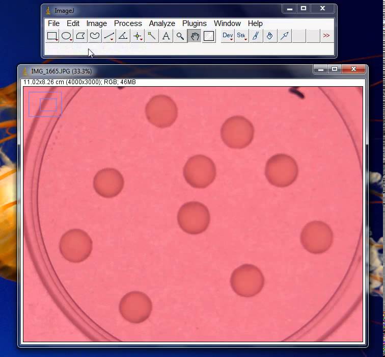 Calcium Alginate bead diameter analysis using the programme ImageJ ...