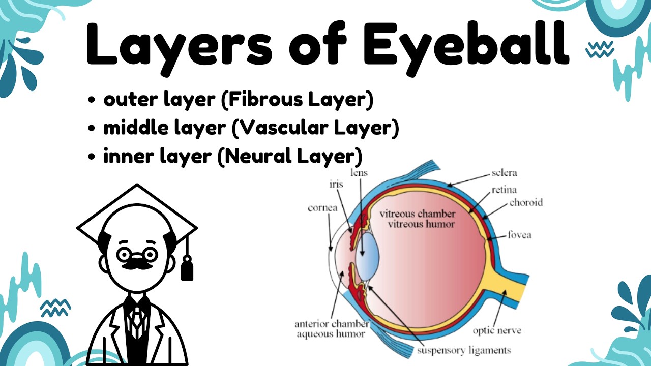 Layers of Eyeball | Fibrous layer, Vascular layer and Neural Layer ...