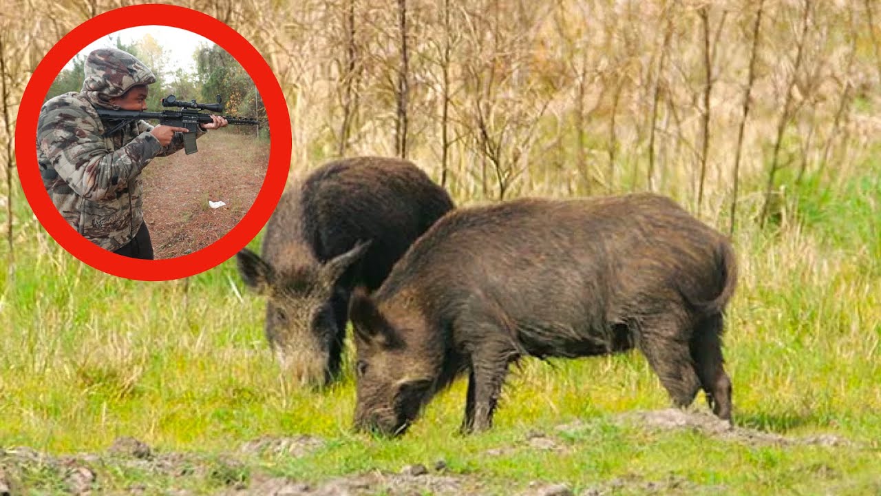 Wild Hog Hunting in Alabama 2024(Heart Catch Clean & Cook) - YouTube