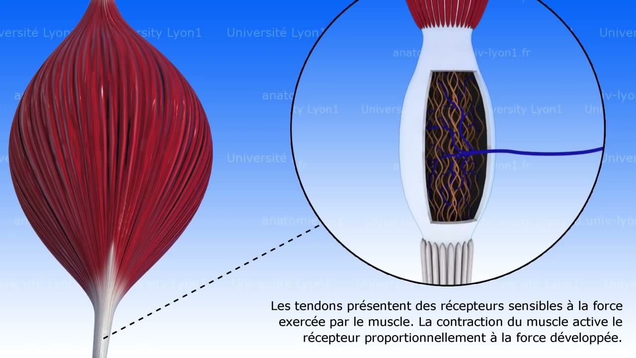 Proprioception musculo tendineuse et articulaire - YouTube