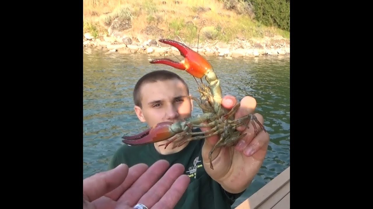 Crawfishing and Testing Crayster's New Boil Trap, Catching Pounds of ...