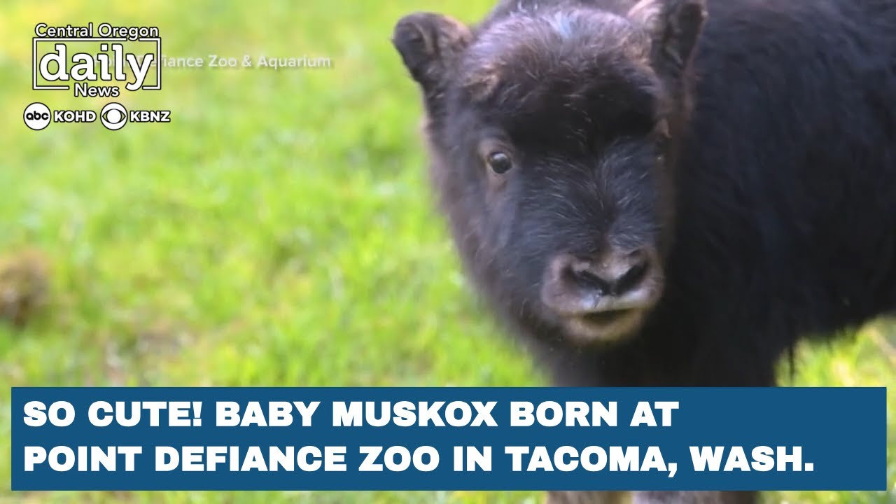 Baby muskox born at Washington State zoo - YouTube