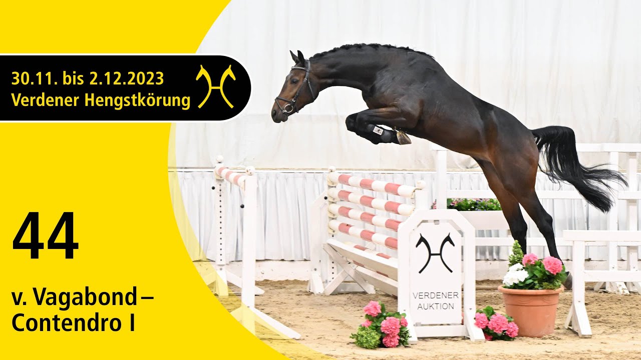 Verden Stallion Licensing 2023 - Jumping - Dec. 1/2- No. 44 Stallion by ...