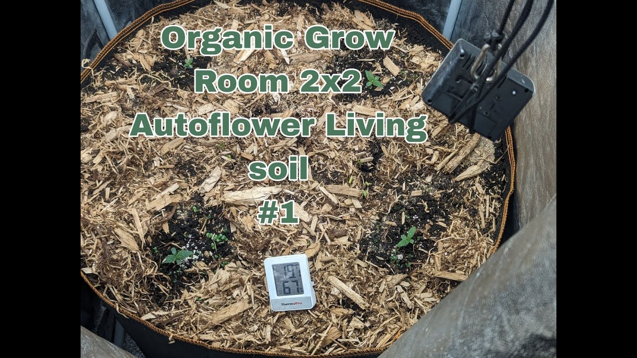 Organic Grow Room - 2x2 Autoflower Living Soil - #1 - YouTube