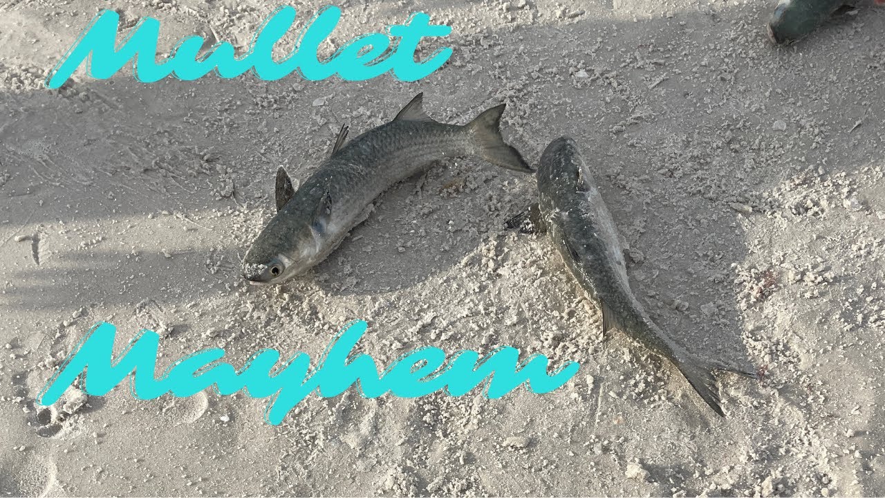 Après Gulfshore: Mullet Mayhem! - YouTube