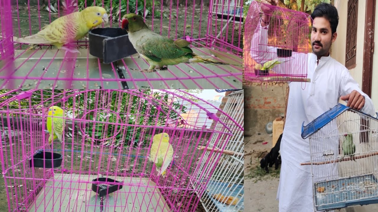 mian mithu ki baten village life Mai new Mian mithu ly Aya # - YouTube