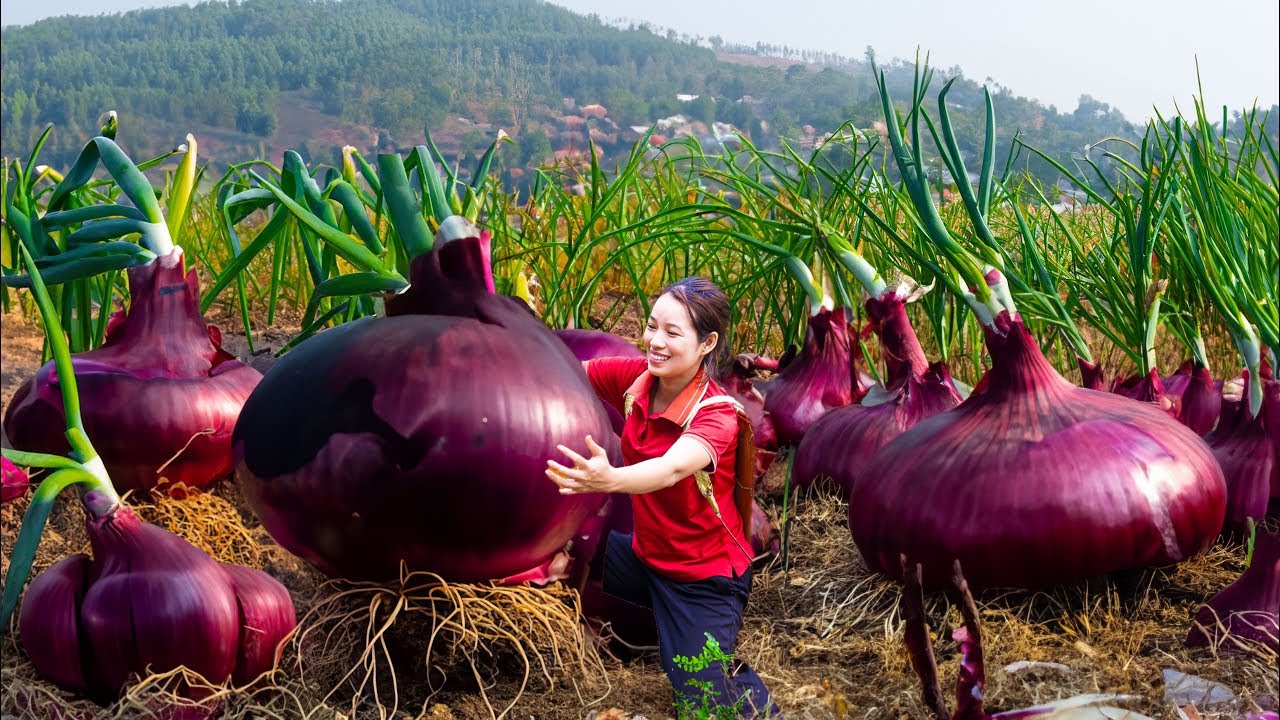 AMAZING! Harvesting giant purple spring onions goes to sell - endless ...