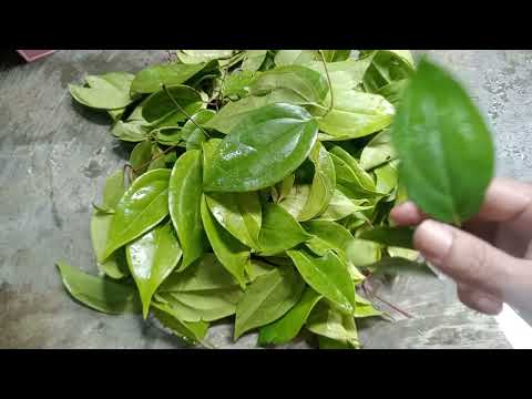 Ready Daun Bungkus Papua Asli Pembesar Mr.p