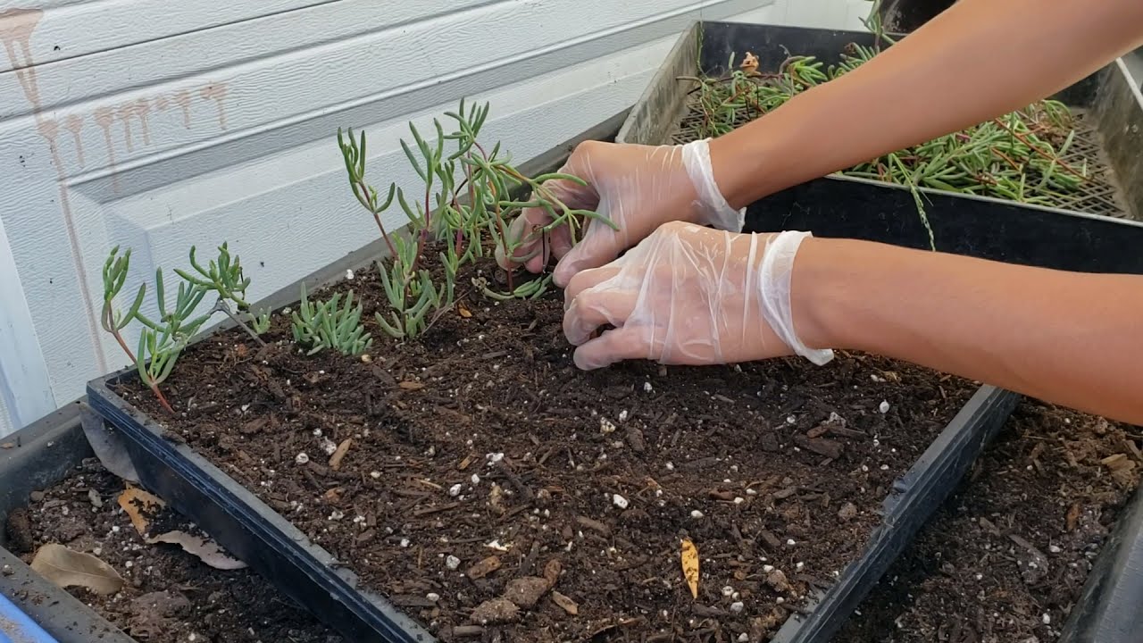 Rreproduccion de la planta chisme o amor de un rato. parte 1 - YouTube