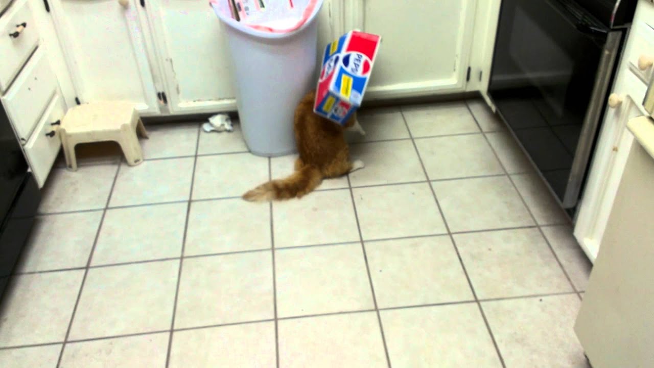 Pepsi cat... Pepsi cat... Does whatever a Pepsi cat can - YouTube