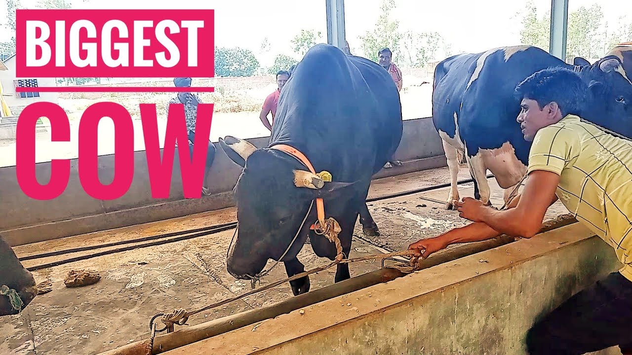 Biggest Cow In The World | Biggest Cows & Bulls | Biggest Cow Vs Man ...