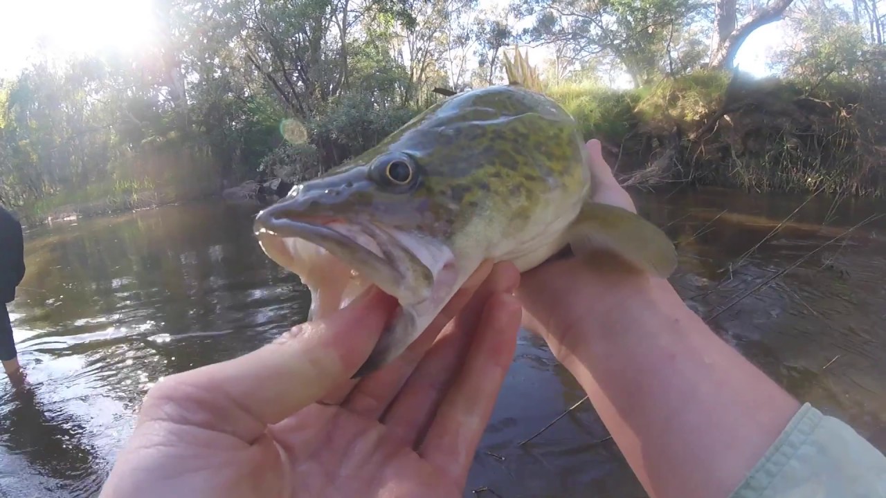 Summer - Murray Cod Fishing - YouTube