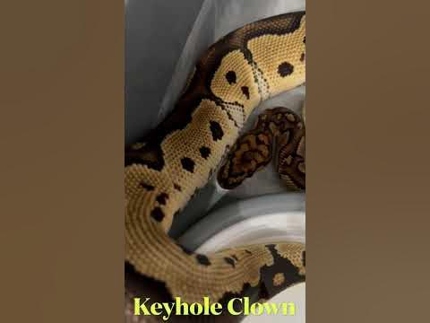 Keyhole Clown boy lookin good! | Snake Short | Ball python breeding ...