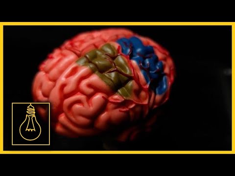 How To Recover From Meth Brain Damage