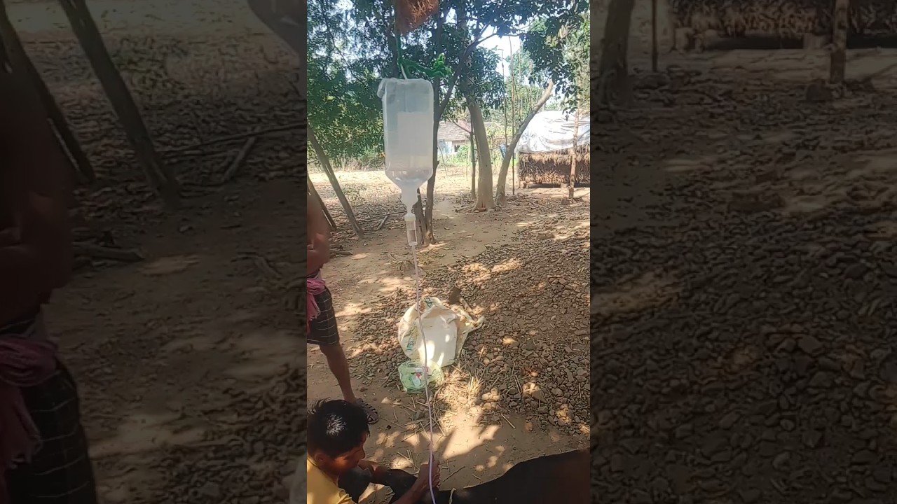 Cattle iv fluids #village vet guru #details videos on my channel # ...