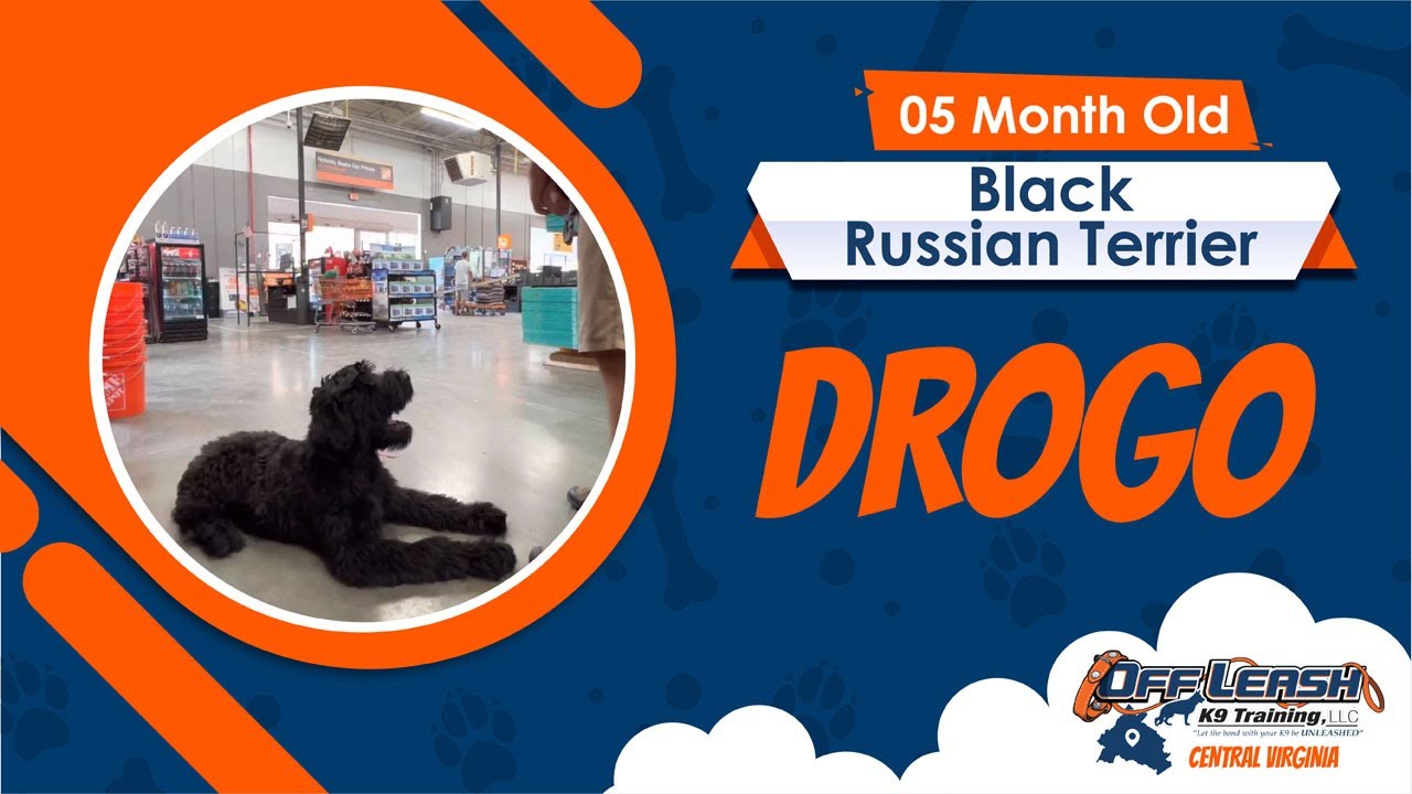 5 MO Black Russian Terrier | Drogo | Best Dog Trainers | Virginia ...