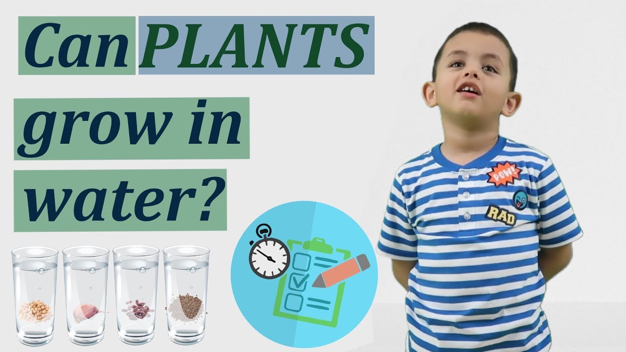 Easy plant experiment for kids (part1) - YouTube
