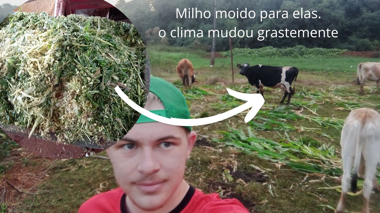 milho moido para o gado - YouTube