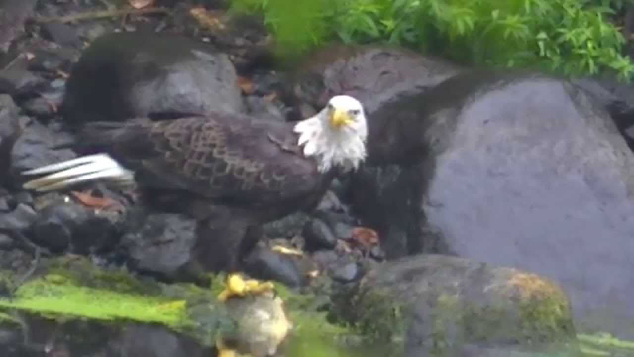 American Bald Eagle Eagles Eating Prey watch in HD Full Screen - YouTube