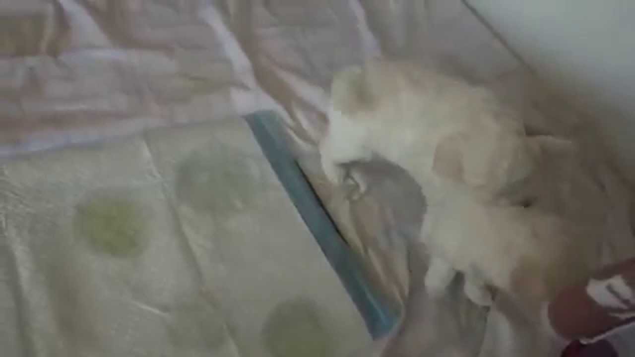 Hungarian White Rasta puli puppies "D" alom - YouTube