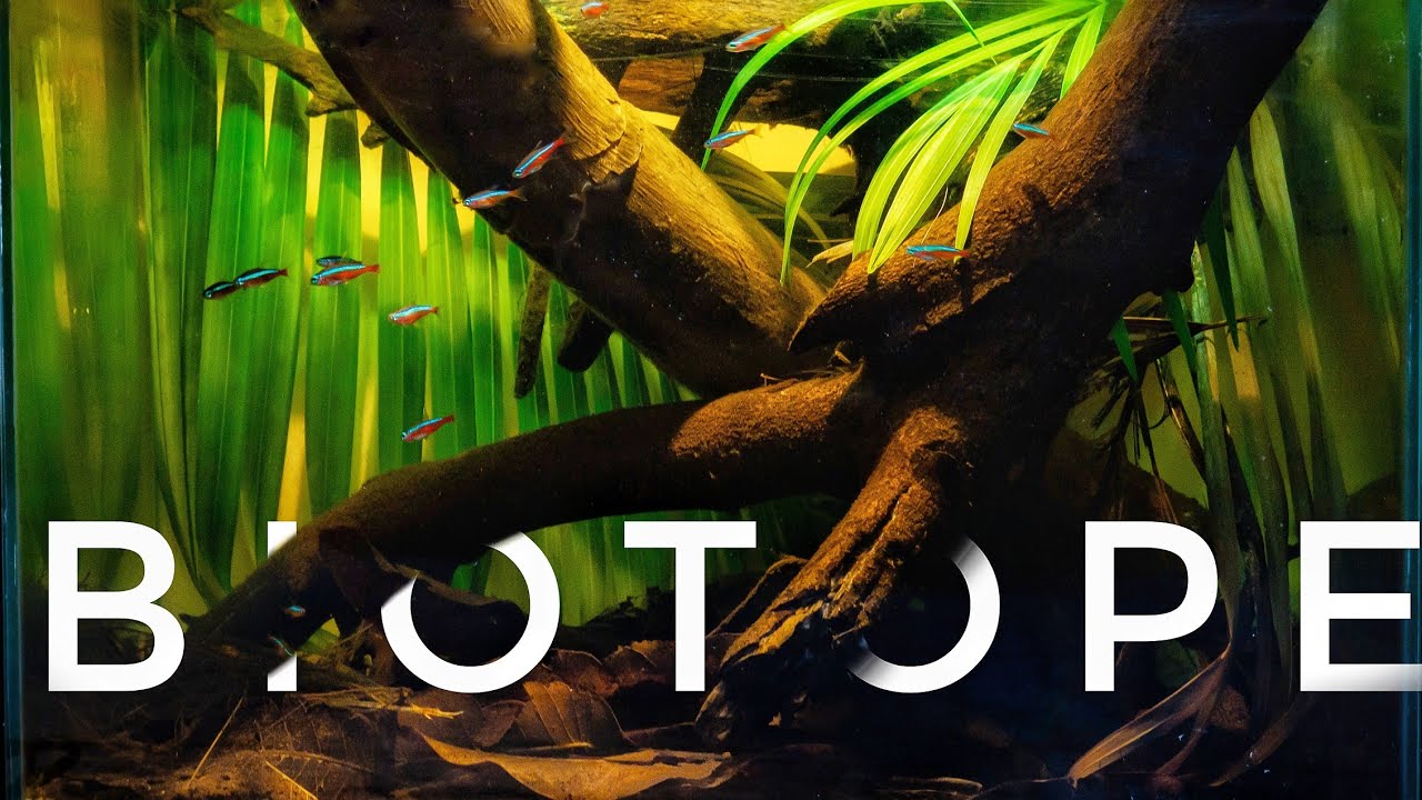 Cinematic Cardinal Tetra Biotope Aquarium 4K - YouTube