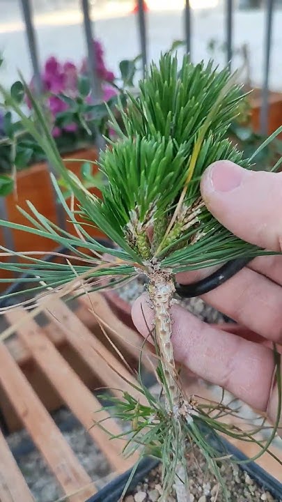 Bonsai Jardin Bonsaicare Bonsaitree Arboles Diybonsai Diy