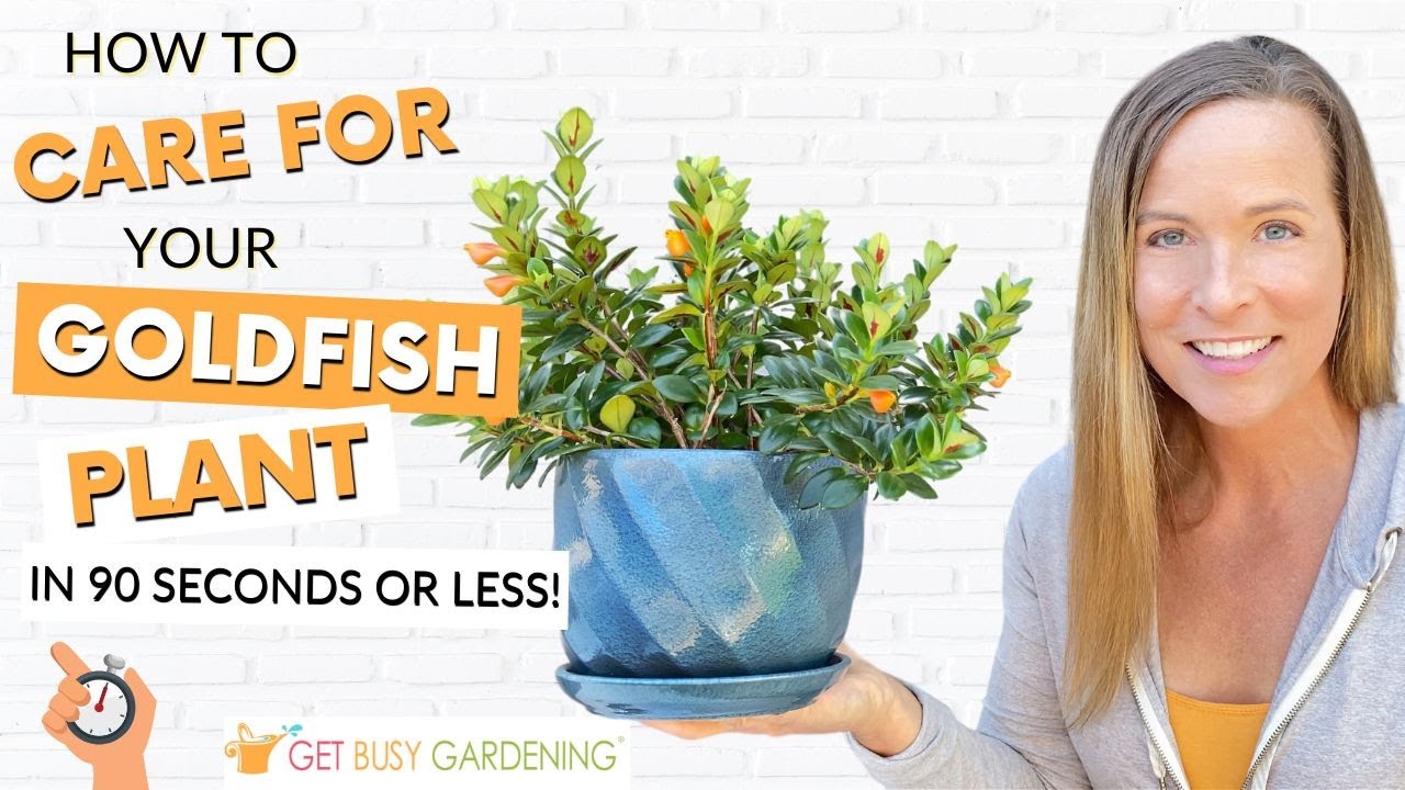 How To Care For Goldfish Plants - YouTube