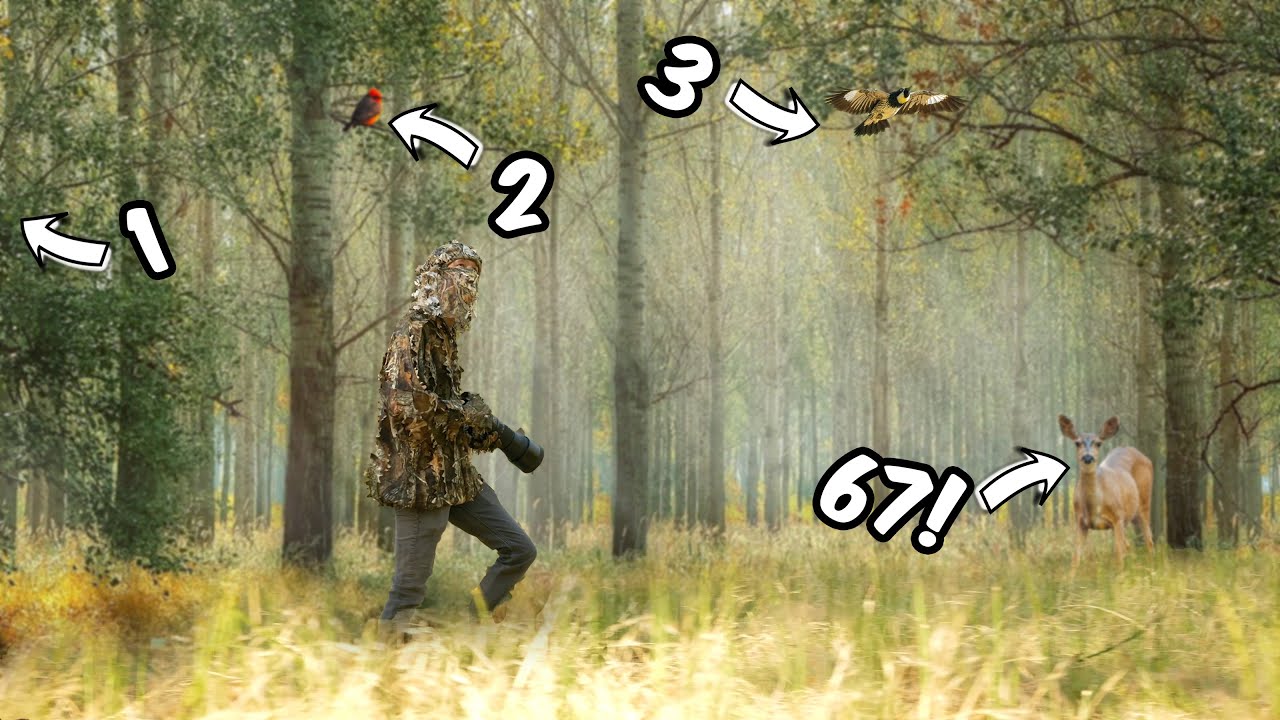 Photographing 67 Animals in 24 Hours - YouTube