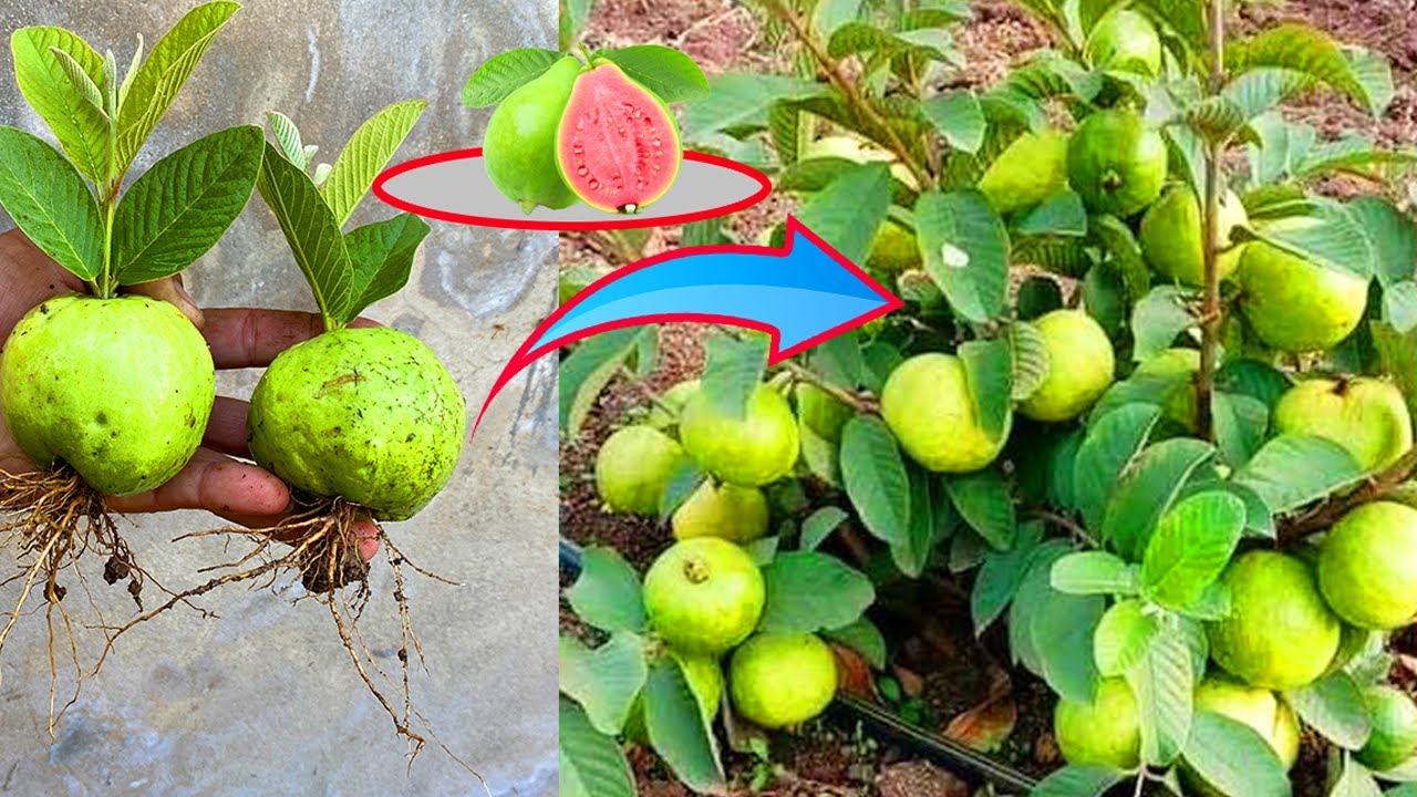 How to propagate guava from cutting-crafting idea Guava tree grow fast ...
