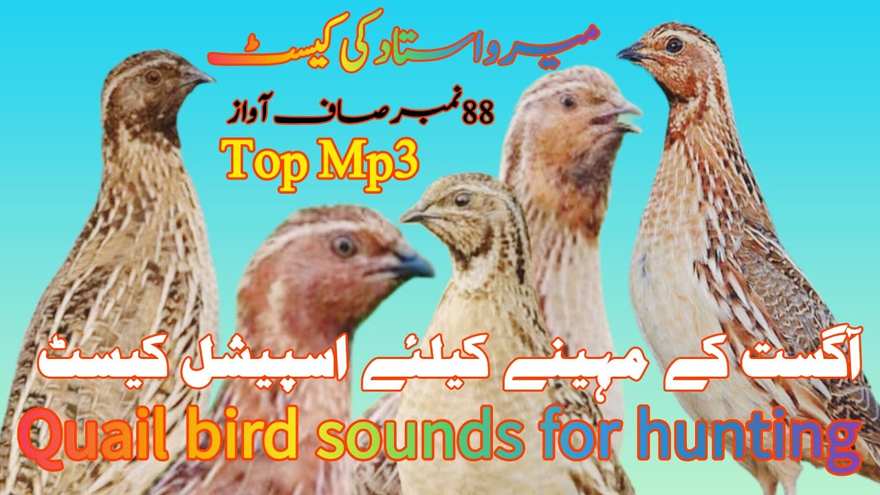 Best sounds quail bird sounds for hunting common quail bird sounds ...