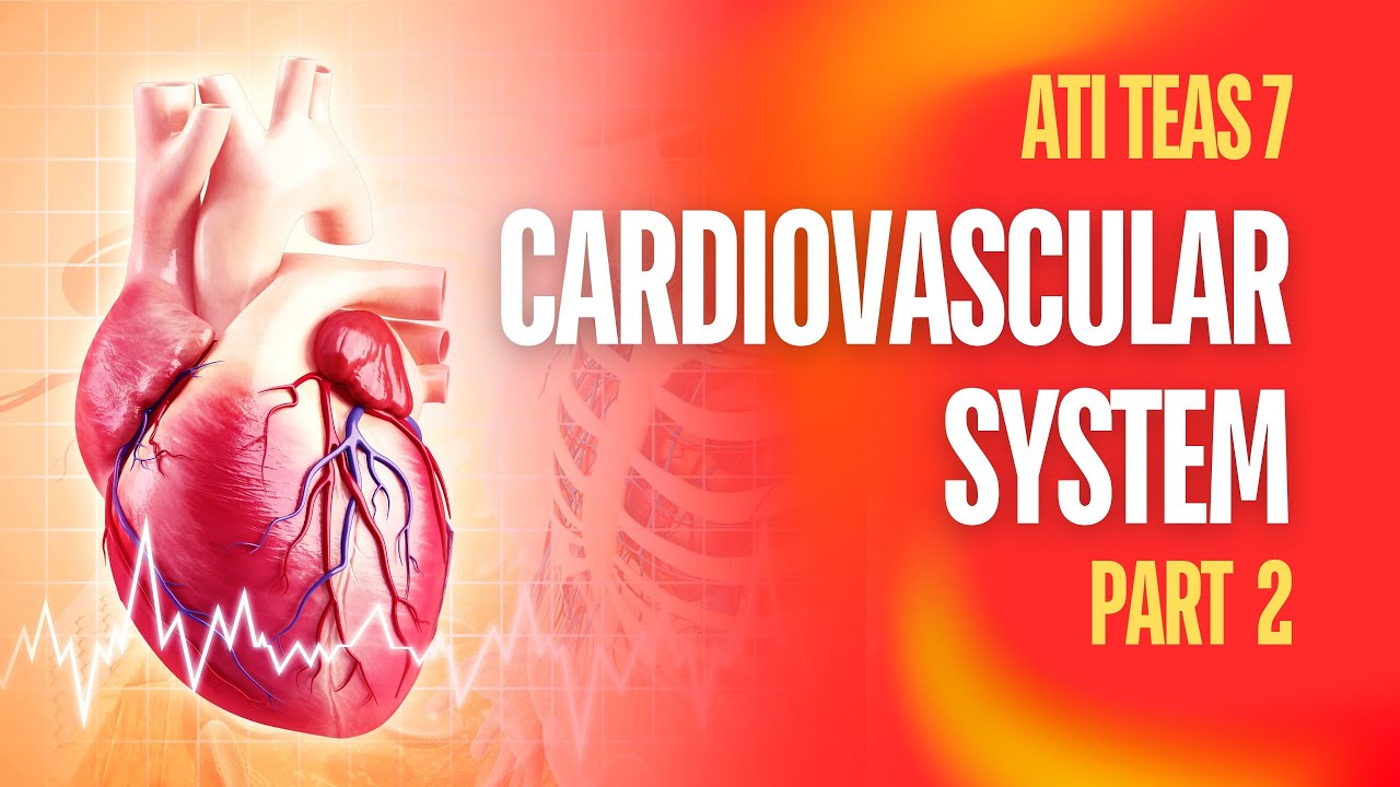 Cardiovascular System Review (Part 2) - YouTube