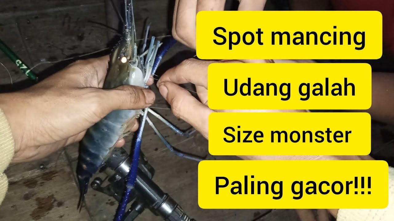 spot mancing udang galah monster paling gacor! - YouTube