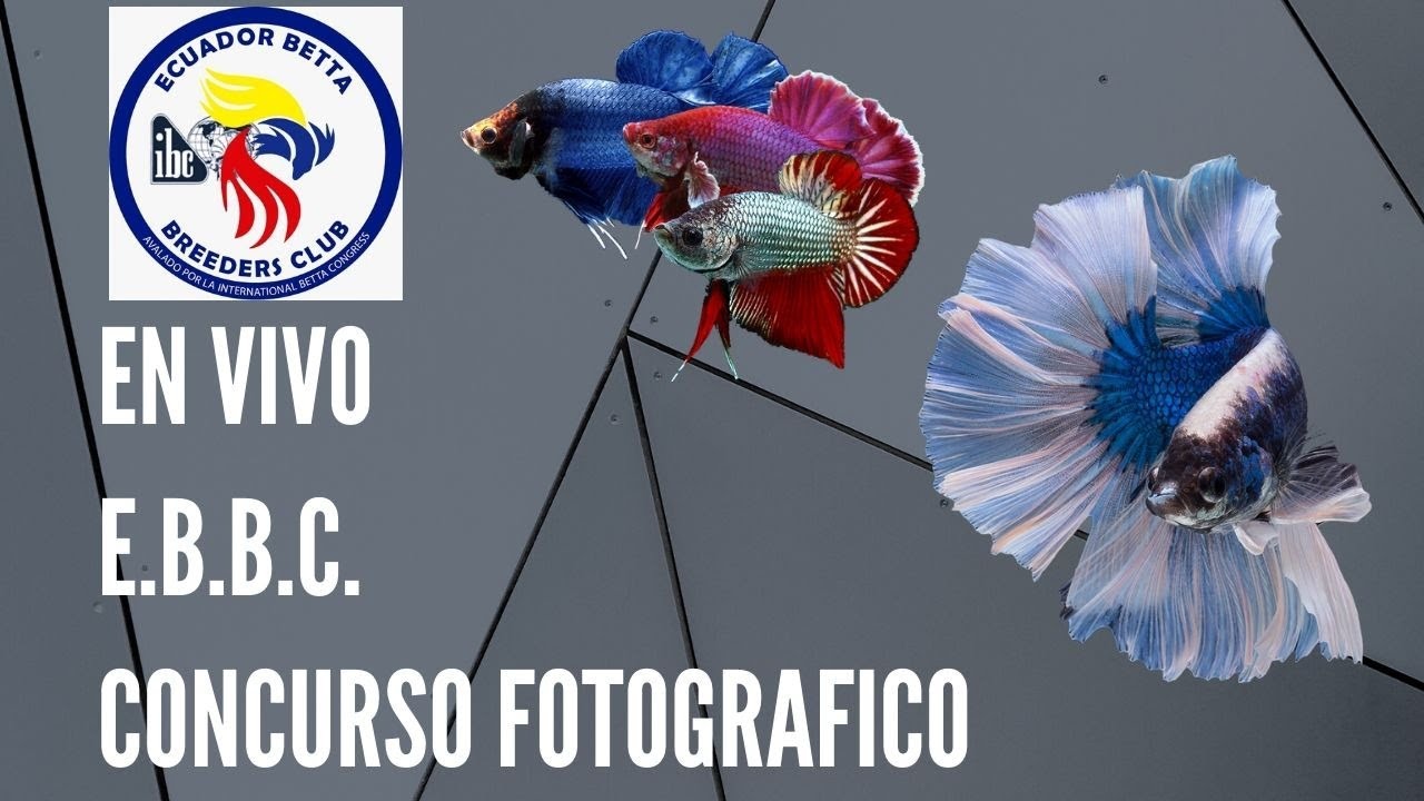 CONCURSO , MI MEJOR BETTA, ECUADOR BETTA BREEDERS CLUB - YouTube