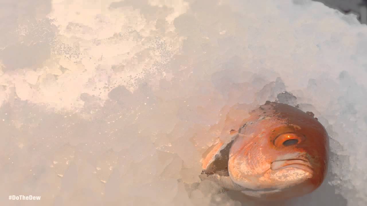 Fish Slide - YouTube