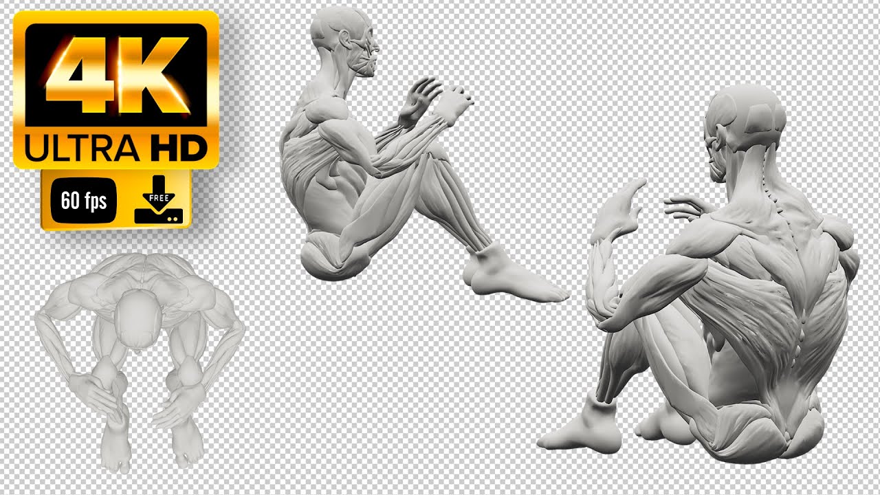 Human Anatomy | Abdominal Exercises Green Screen - Footage 4K - YouTube