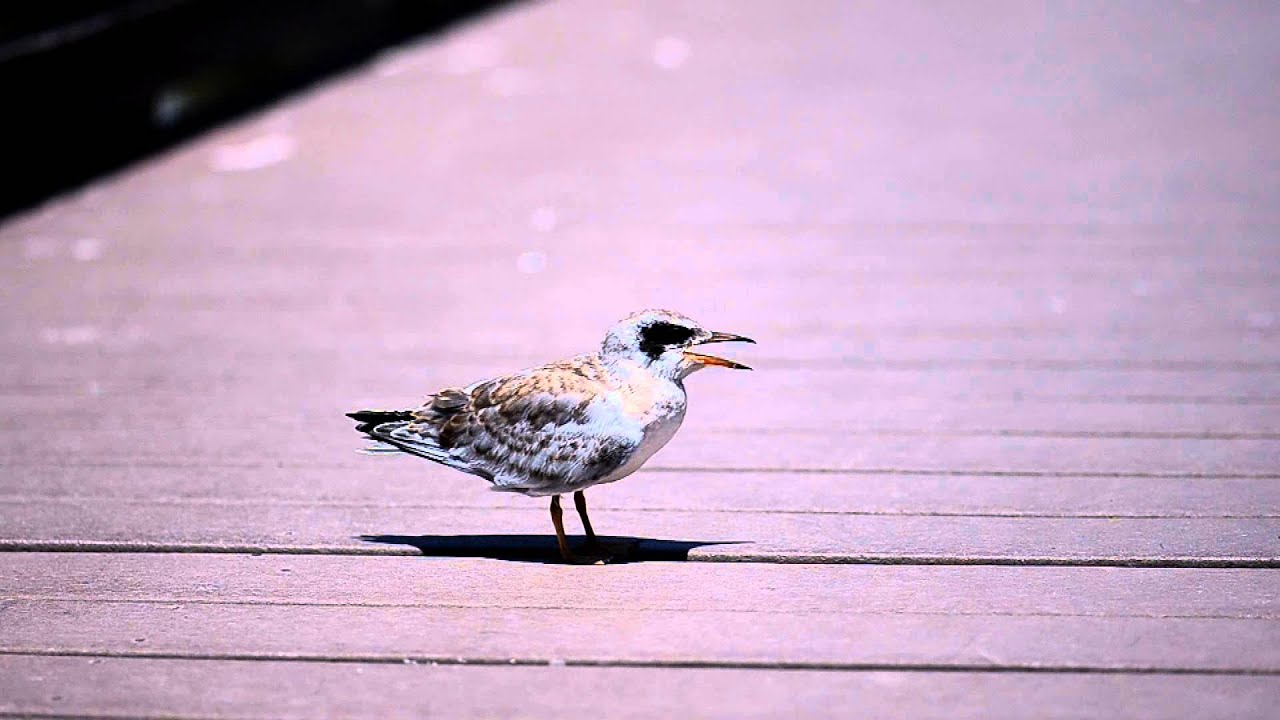 BABY TERN CALLING MOM - YouTube
