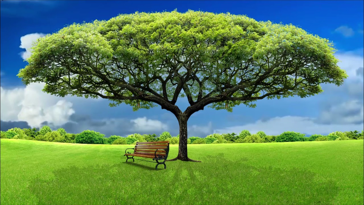 Large Trees Nature Background Video, Royalty free Background Video HD ...