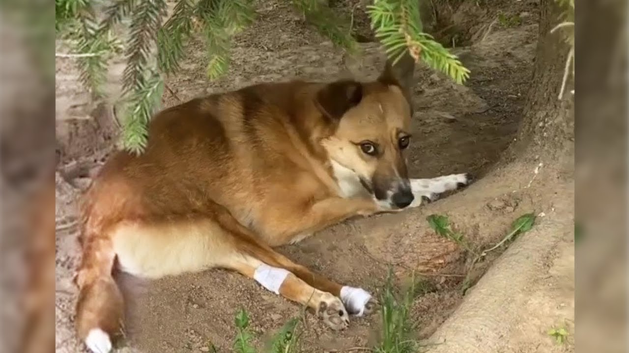She was Crying Under the Tree With Infinite Sadness - YouTube