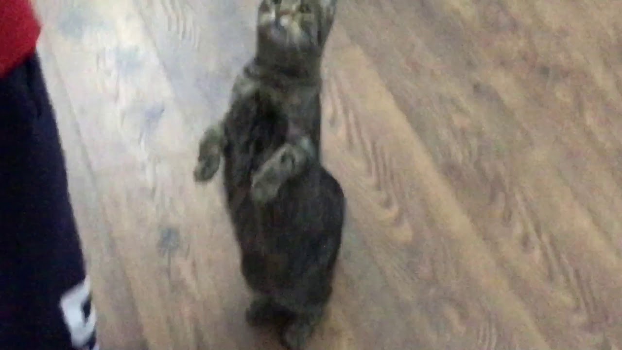 Daisy & the chicken - YouTube