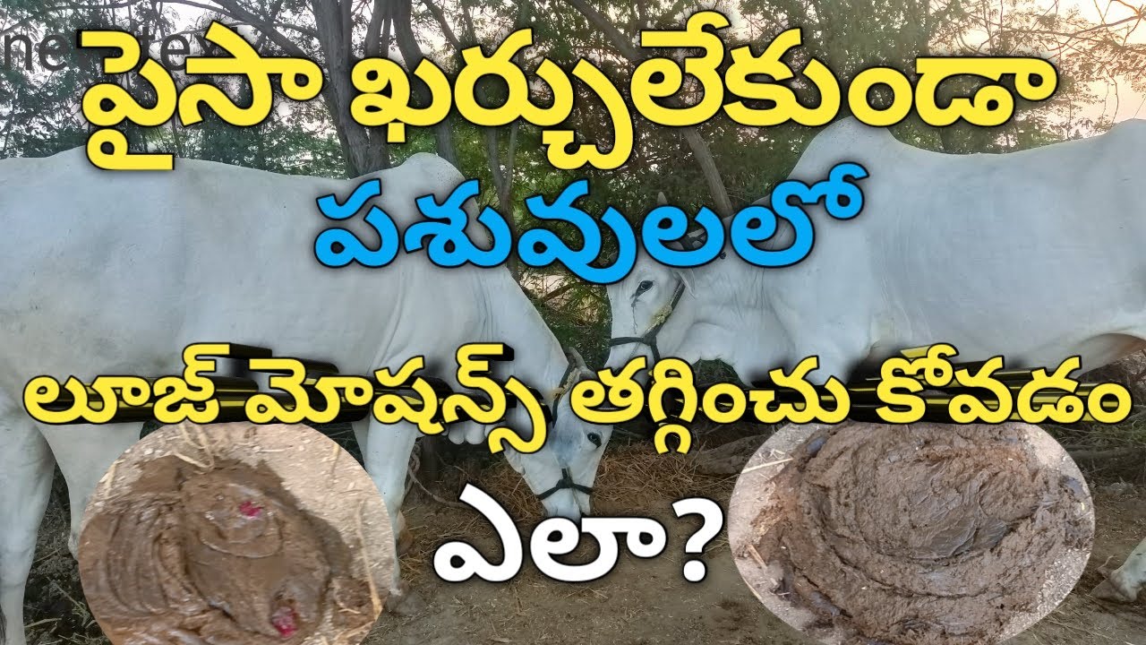 Loose motions Homemade Treatment for cattle in telugu2022|పశువులలోలూజ్ ...