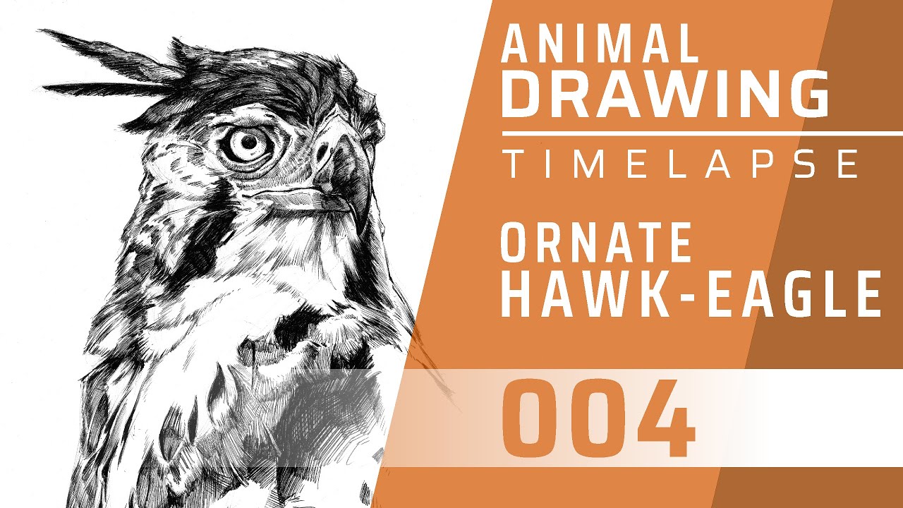 Drawing an Ornate Hawk-Eagle | Drawing Tips & Techniques | Animal ...