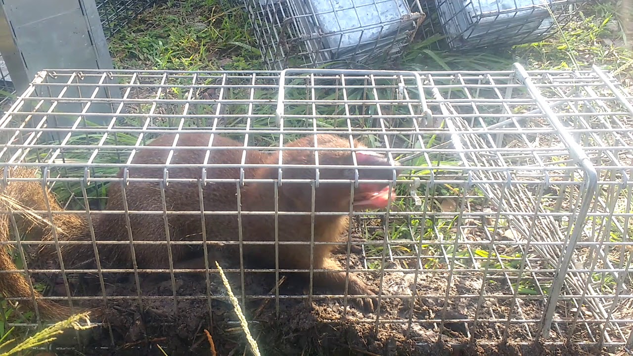 First time catch mongoose in trap in Cambodia - YouTube