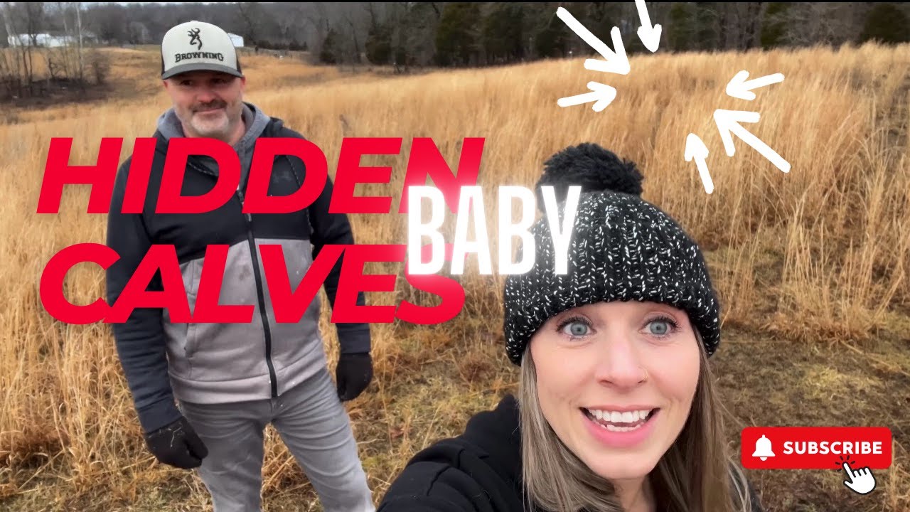 Surprise! Hidden Baby Calf on Our Homestead! | Midwest Homesteading ...