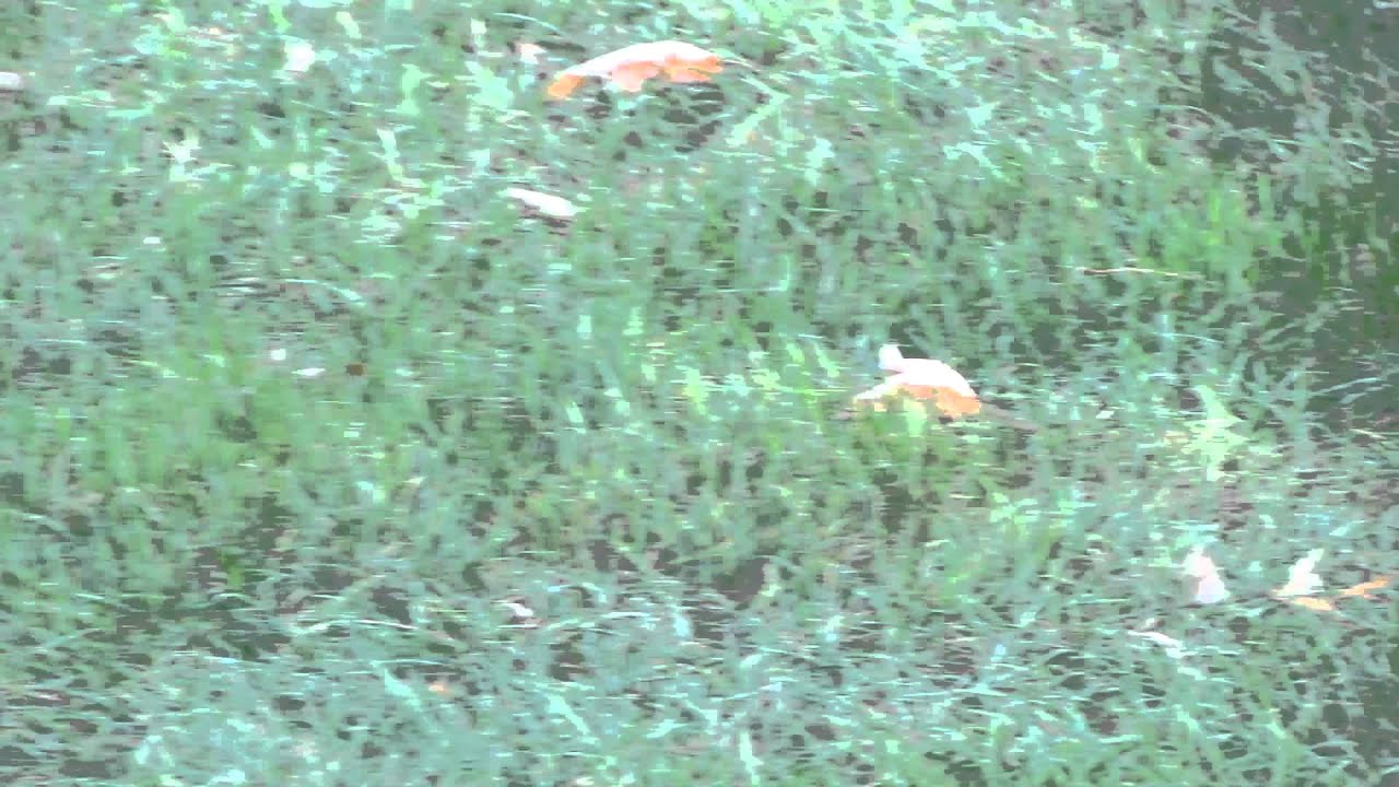 Canon PowerShot SX40 HS camera sample video
