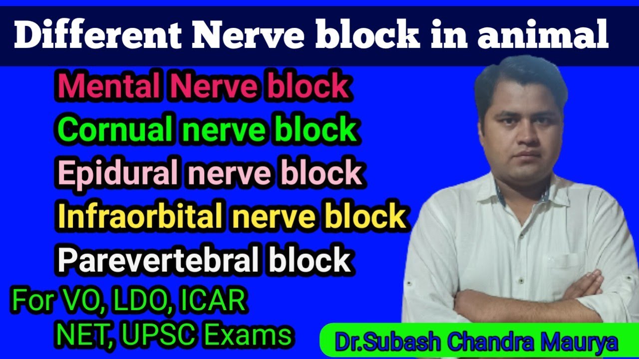 Different Nerve blocks in animals / Veterinary Surgery/Crazy Vet ...