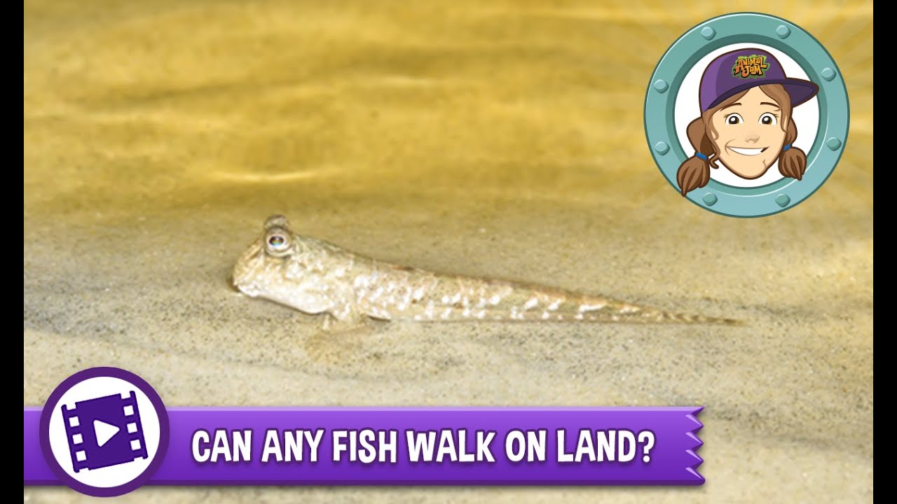 Ask Tierney - Are there any fish that can walk on land? - YouTube
