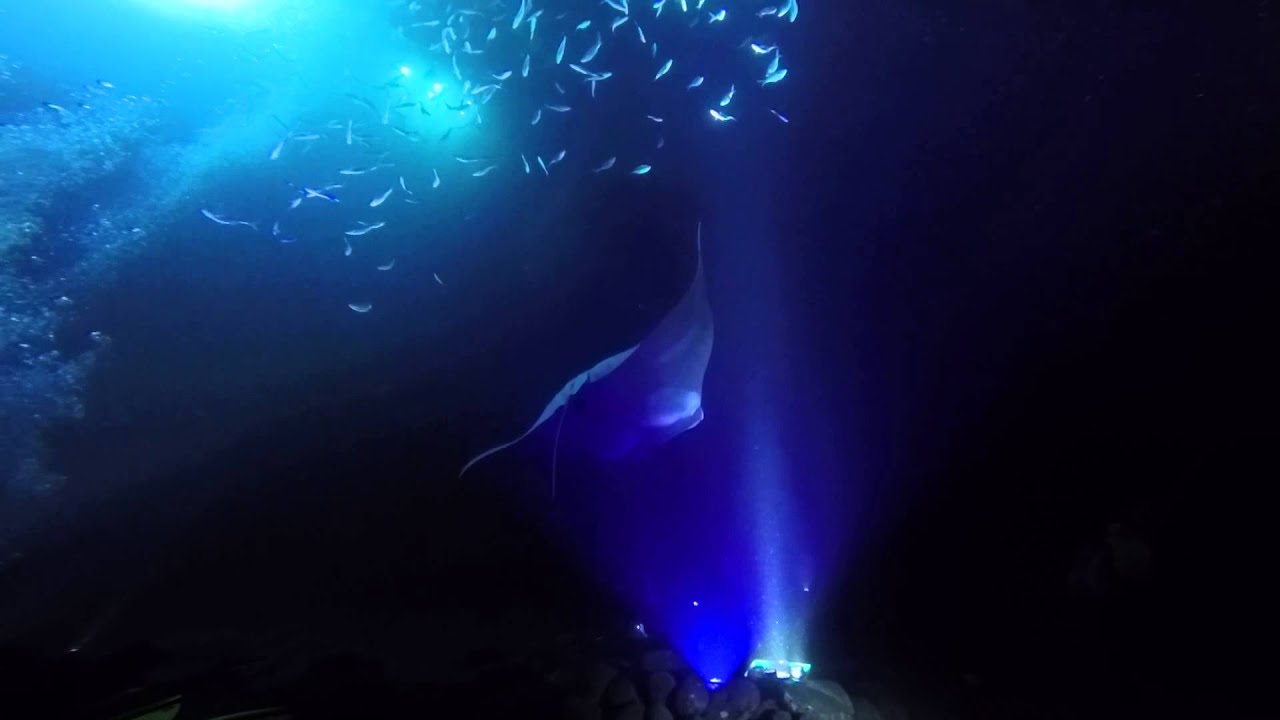 Mana Ray Diving Big Island #2 - YouTube