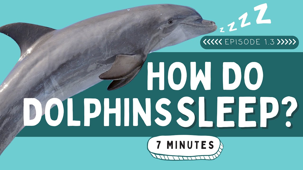 How Do Dolphins Sleep? | Animal Facts for Kids - YouTube