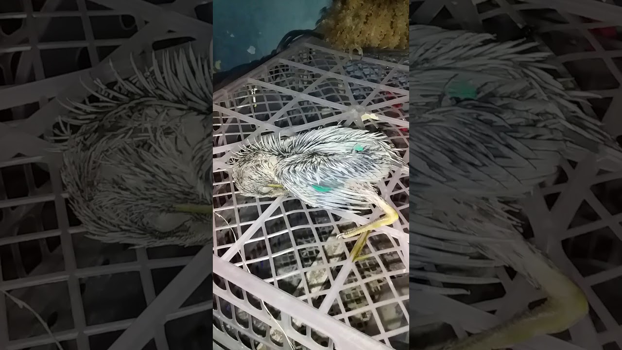 anak burung cucuk urang mati - YouTube